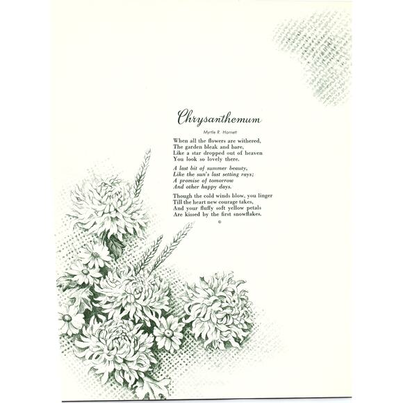 None and/or Unknown | Other | Chrysanthemum Myrtle R Harnett Floral 96s ...